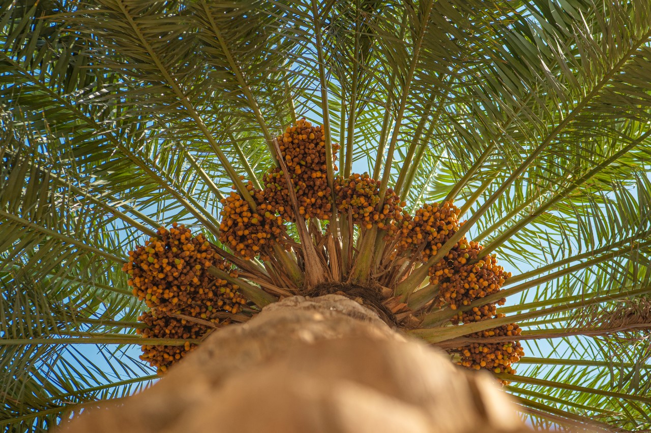 De lekkerste dadels uit Saoedi-Arabië